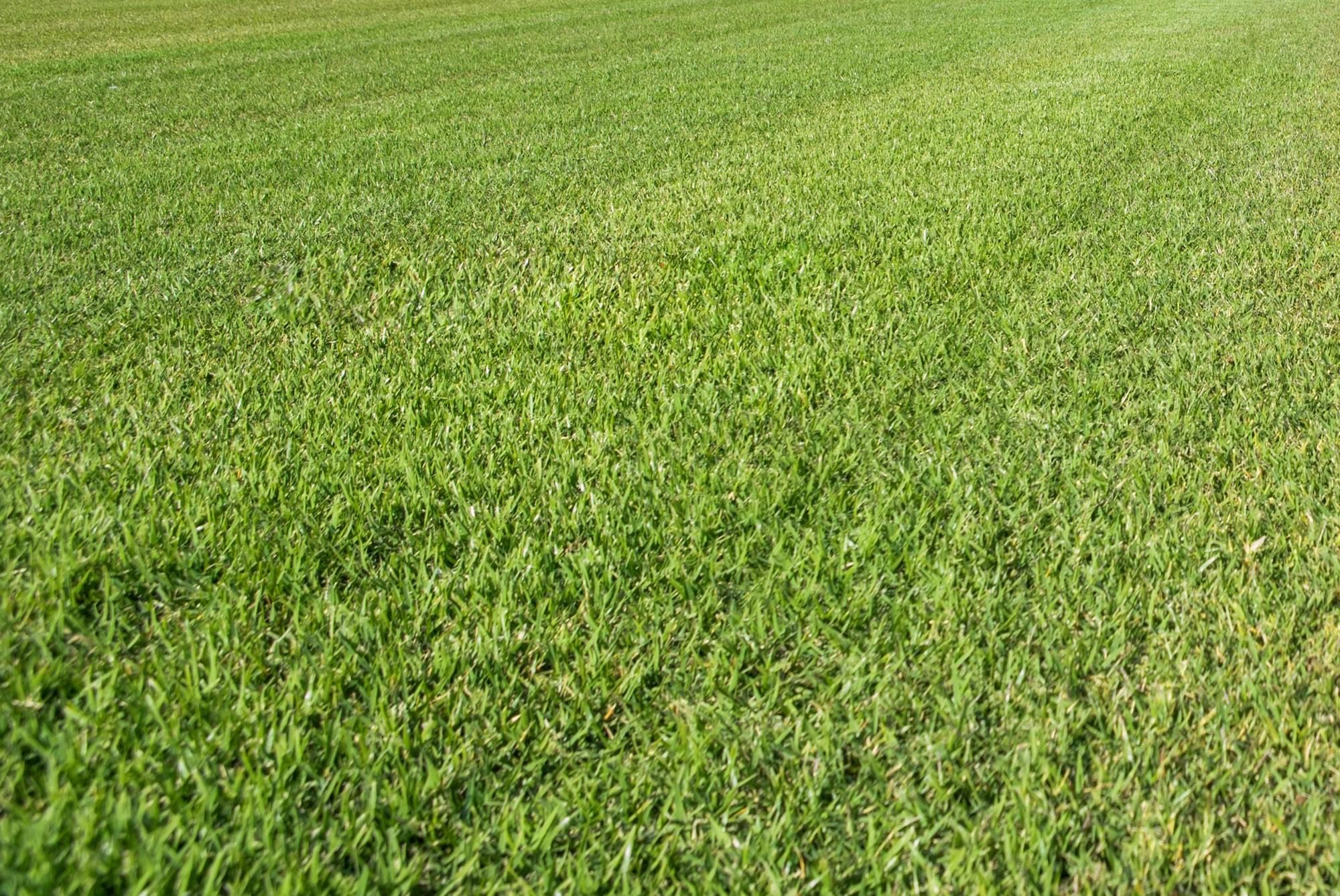 Zoysia Grass - Turf Varieties