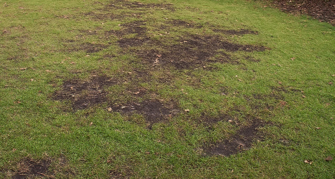 List of Common Lawn Pests